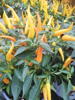 Capsicum annuum - Lucette et Fleurette - Artisan fleuriste